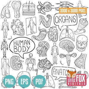 HUMAN BODY SYSTEMS, Doodle Icon Vectors. Anatomy Vector Set. Hand Drawn ...