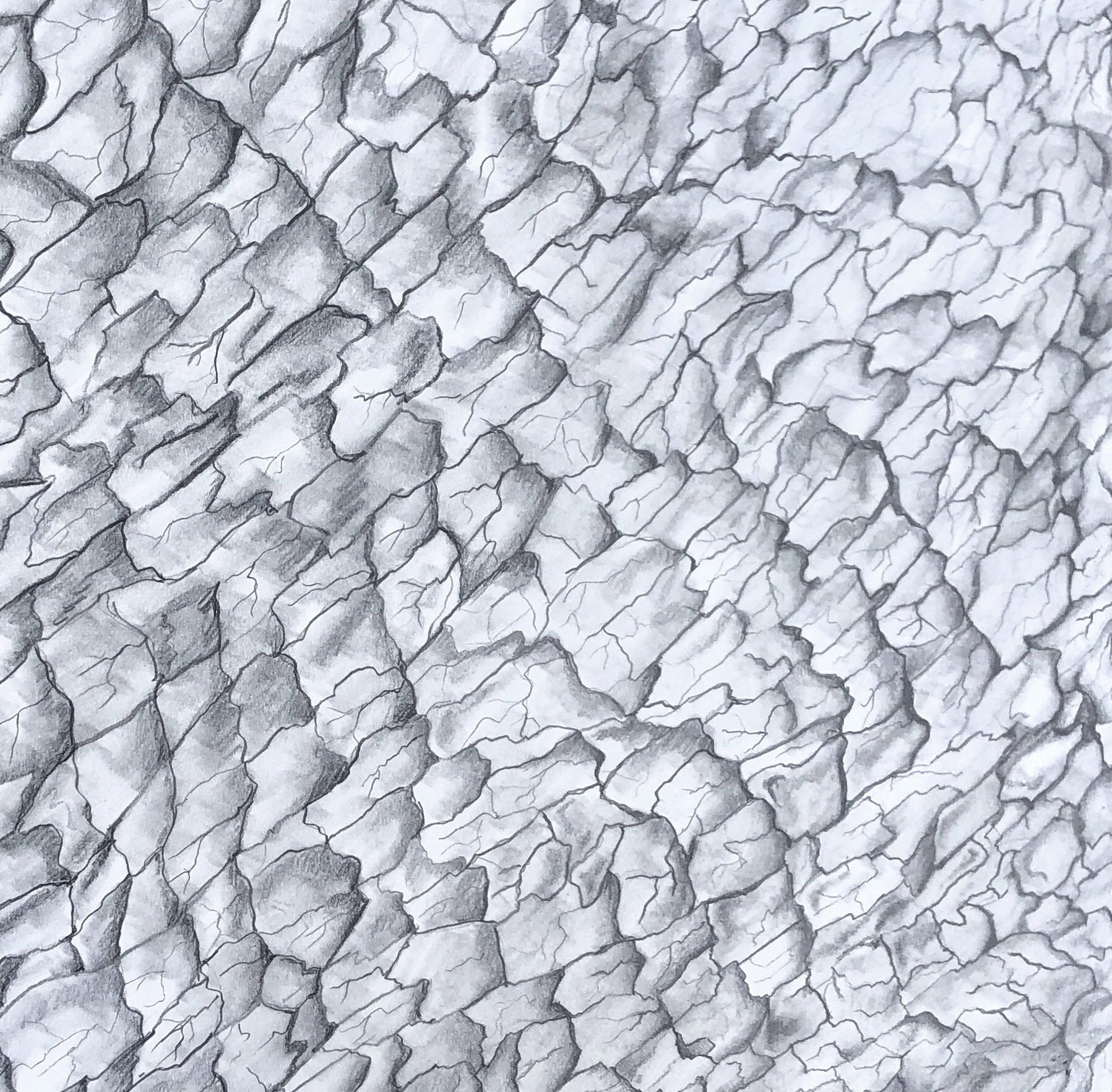 Detailed Graphite Texture Drawing of Tree Bark - Original 18x18 Drawing ...