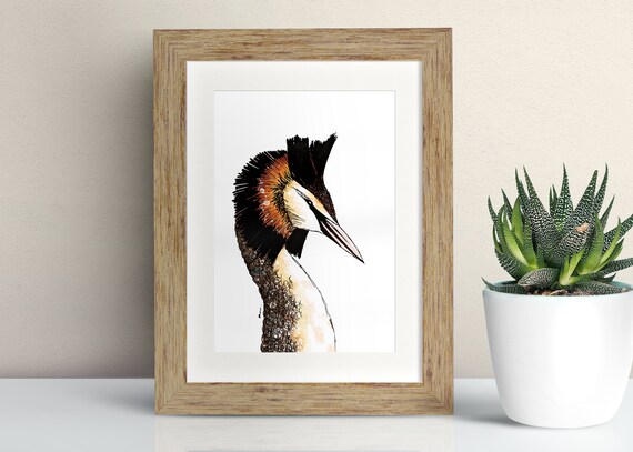 Great Crested Grebe Framed Art Print Bird Print Pen and | Etsy