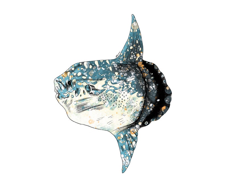 Sunfish Art Print Shark Print Pen and Ink Drawing Art - Etsy