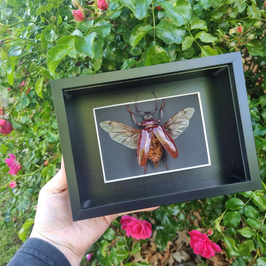 Rhaphipodus Drescheri - Etsy