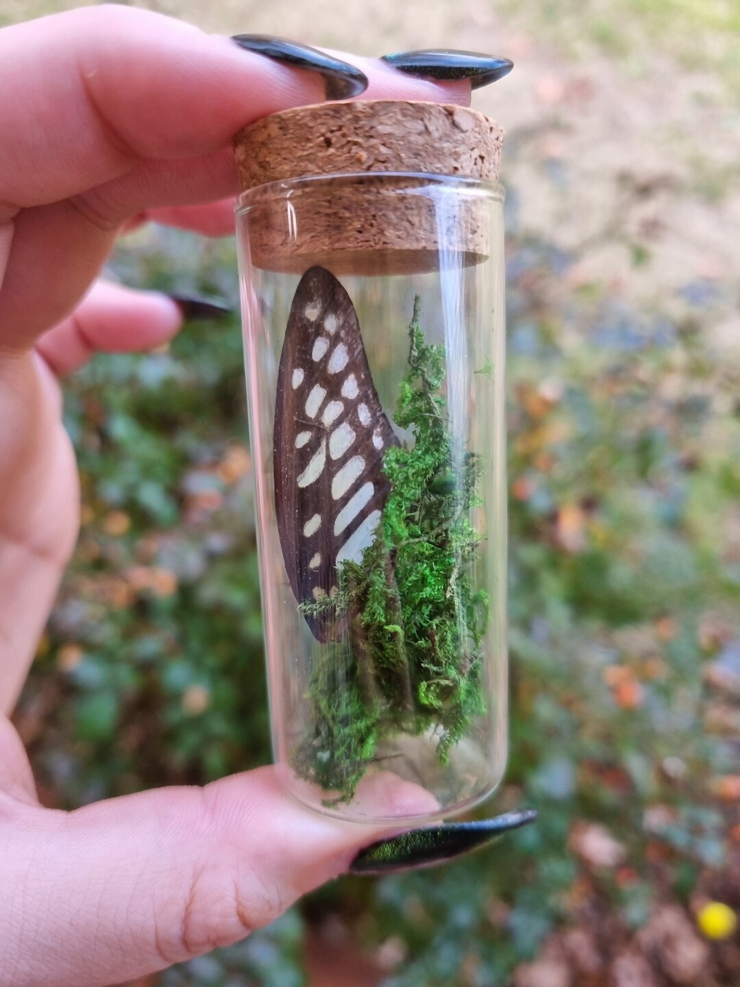 Wing Jar Graphium Wing - Etsy