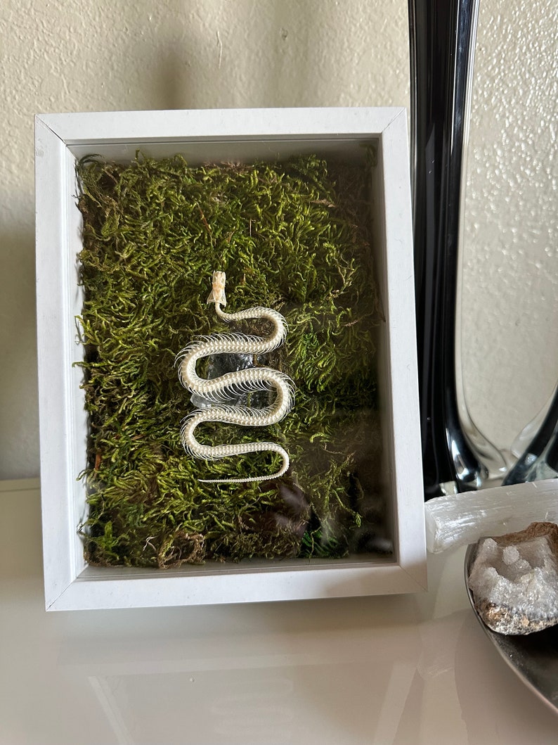Real Snake Skeleton Shadowbox Display - Etsy