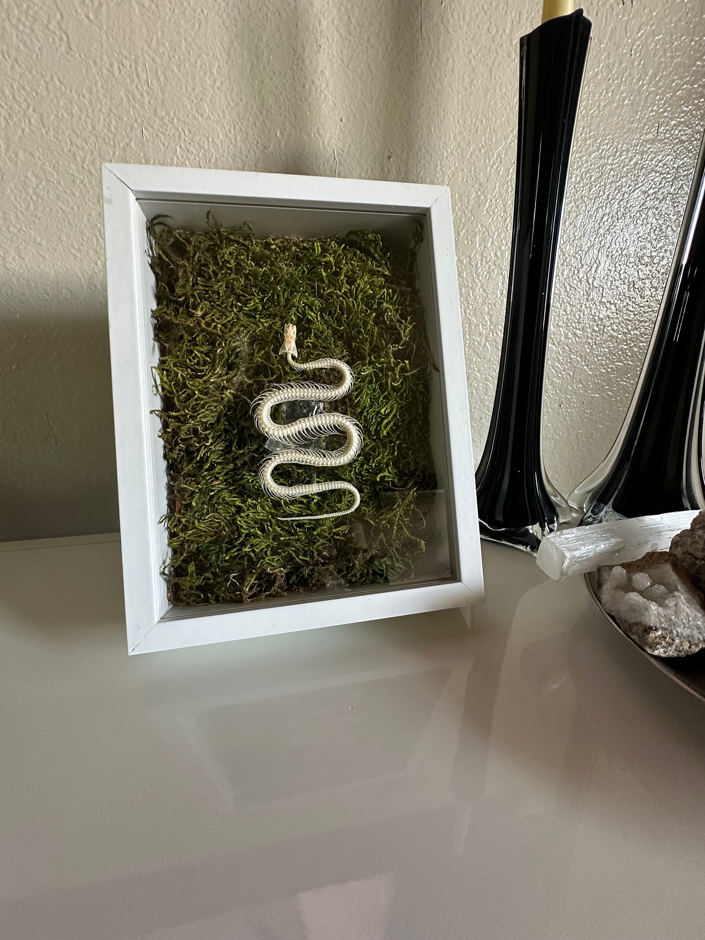 Real Snake Skeleton Shadowbox Display - Etsy