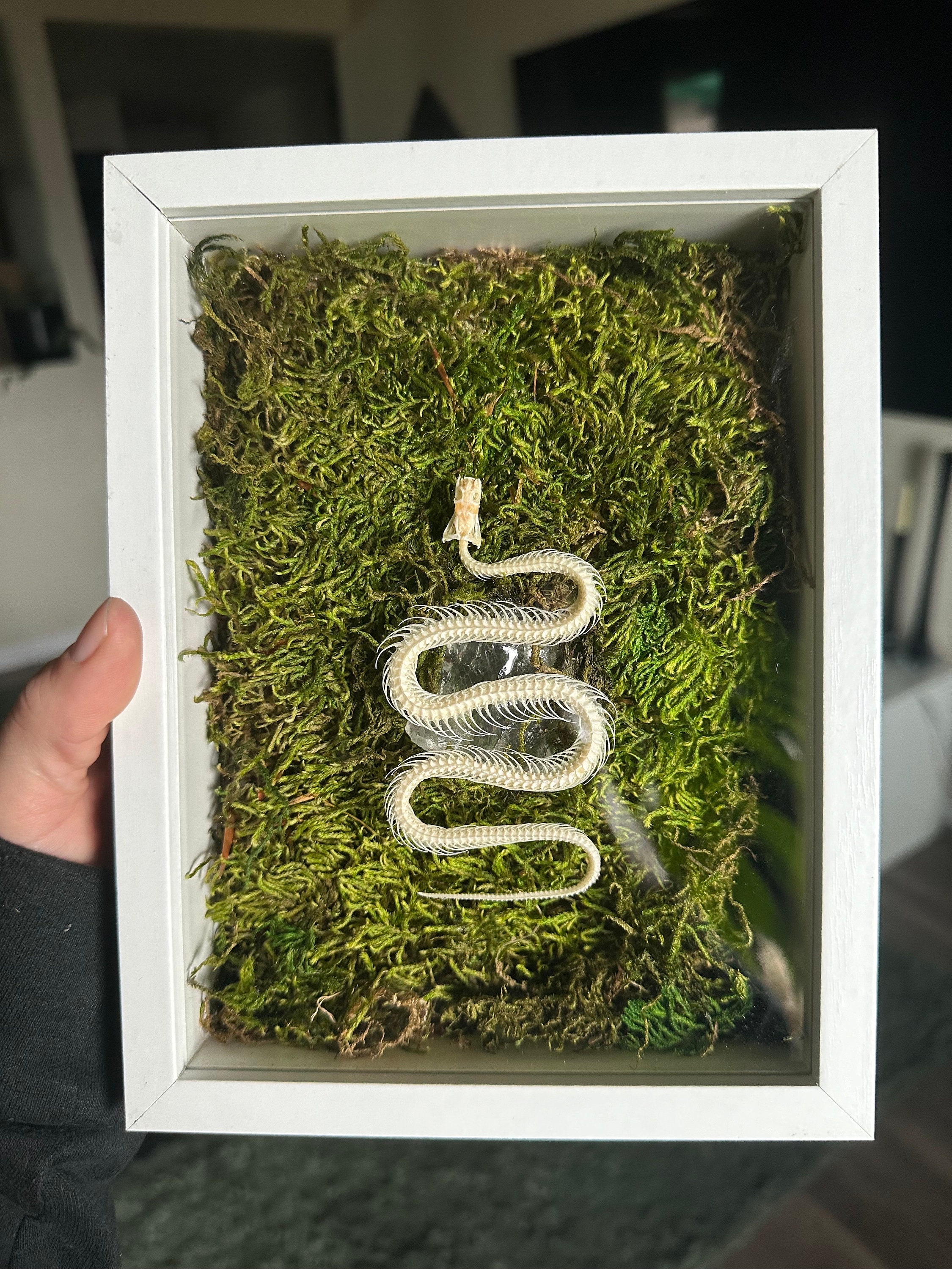 Real Snake Skeleton Shadowbox Display - Etsy