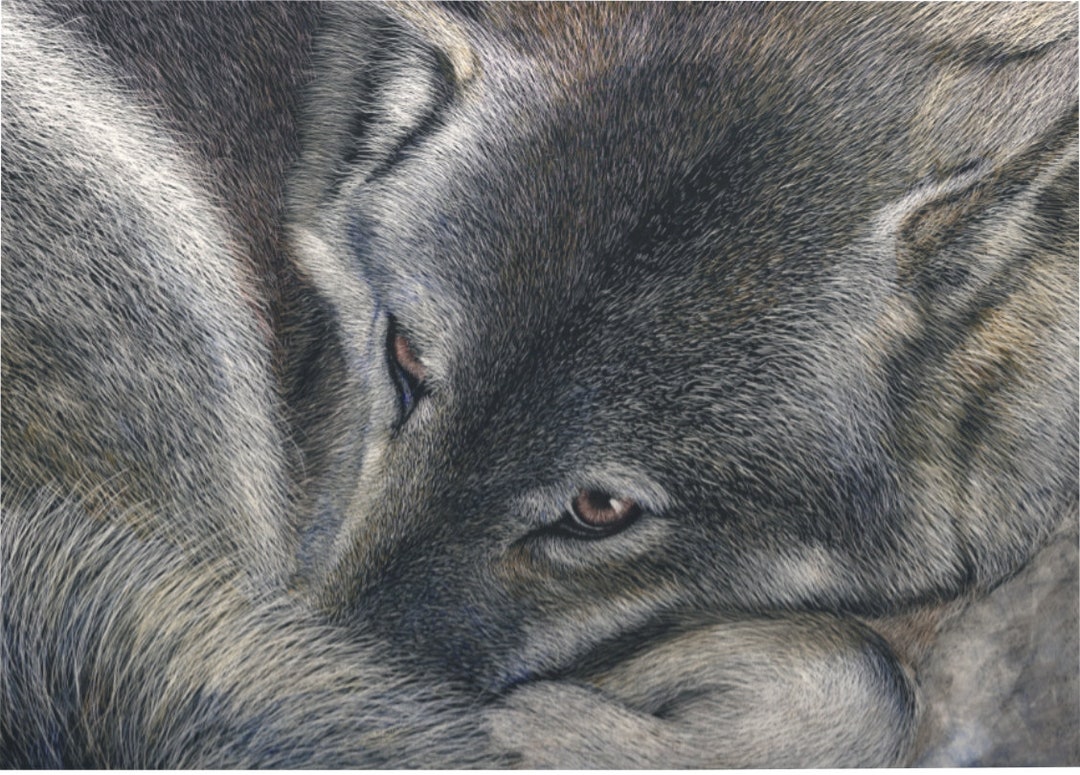 Wolf Scratchboard Art Print - Wildlife Art for Animal Lovers - Etsy