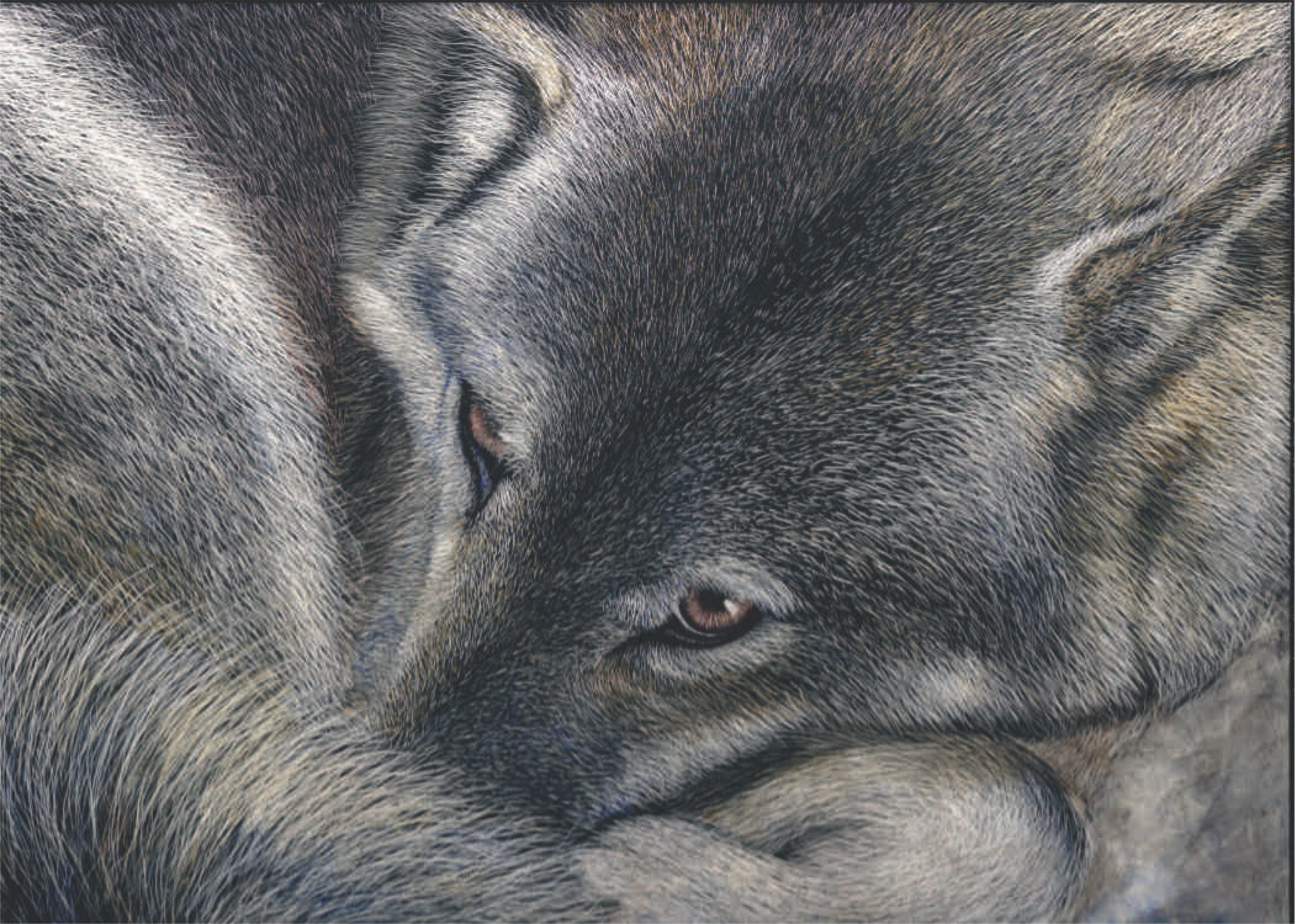 ACEO ATC Scratchboard Wolf Gift Idea for Animal Lovers Cheerful Art for ...