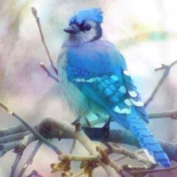 Blue Jay Wings - Etsy