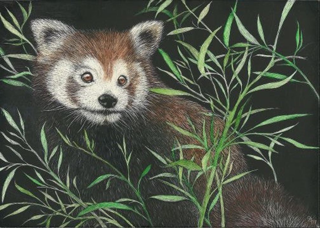 Red Panda - Faces I Will Never See Scratchboard Series Art Print Animal ...