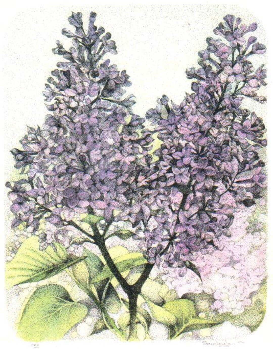 Springtime Lilacs - Soft Watercolour/pen-and-ink Flowers Art Print ...