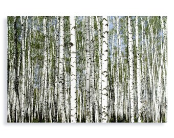 Birch Tree Wall | Etsy