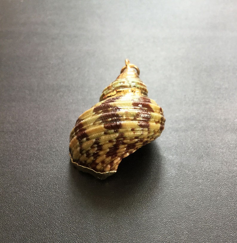 Natural Sea Shell Charm Gold Edge Seashell Spiral Jewelry - Etsy