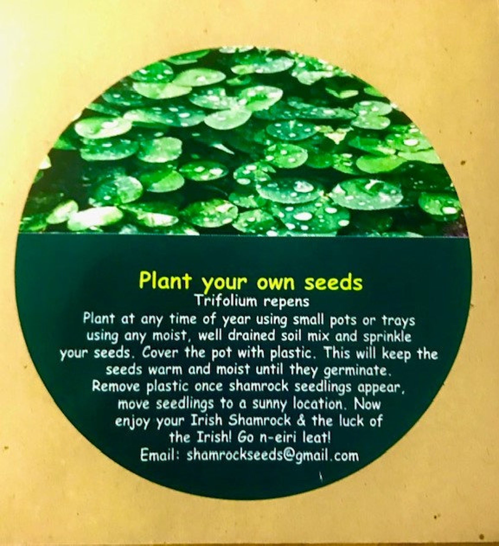 Irish Shamrock Seed Packet. Grow Your Own Lucky Clover With - Etsy