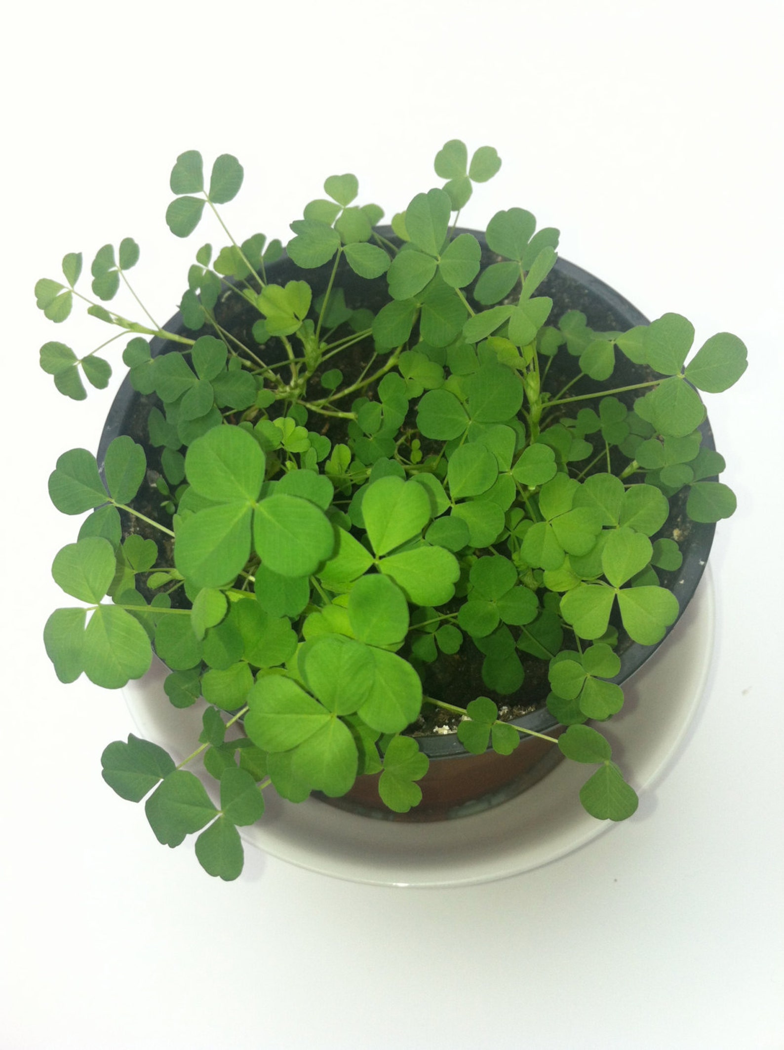 Shamrock Seed Packet Plant Your Own Young Clover Seeds. With - Etsy