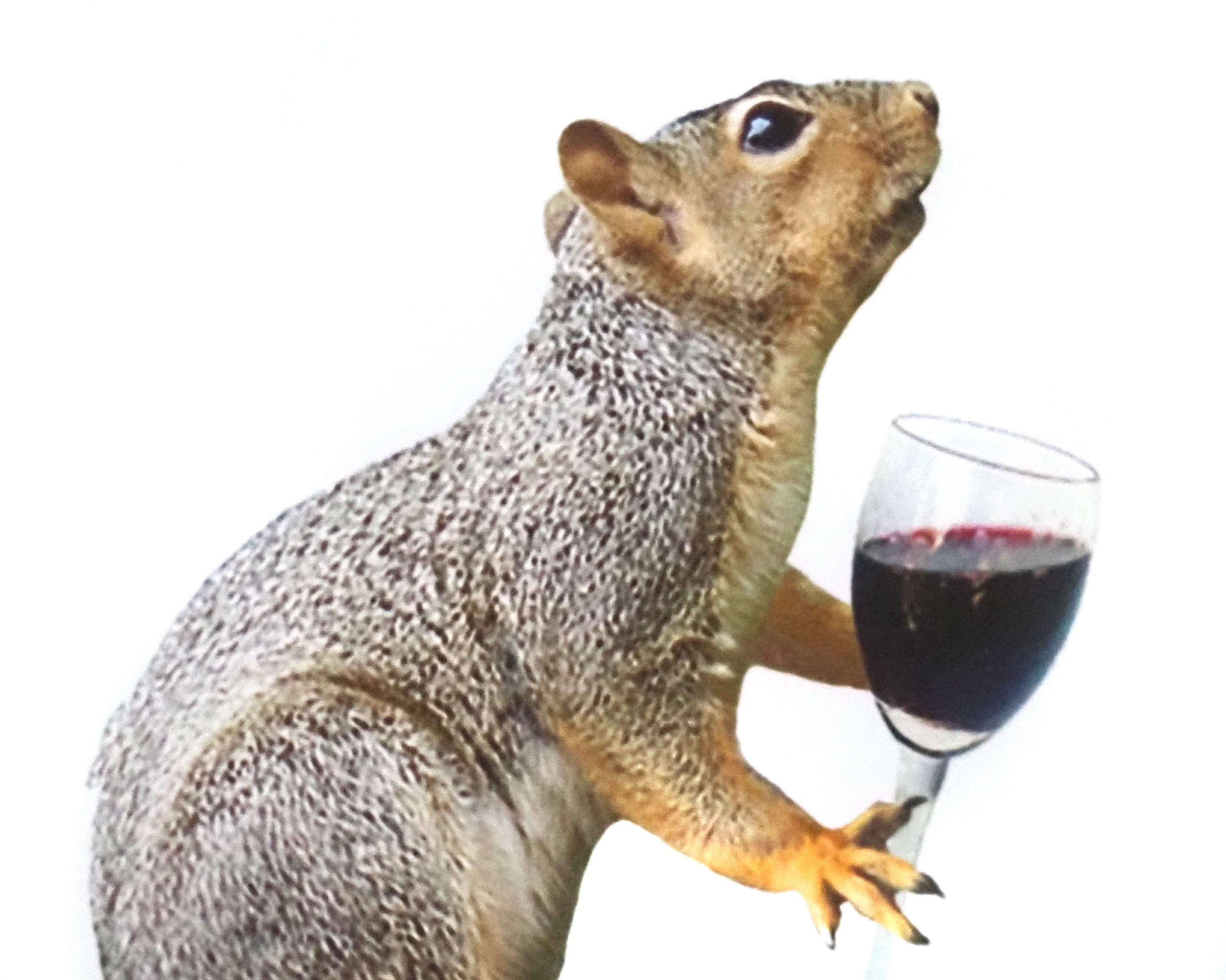 Squirrel Drinking Wine