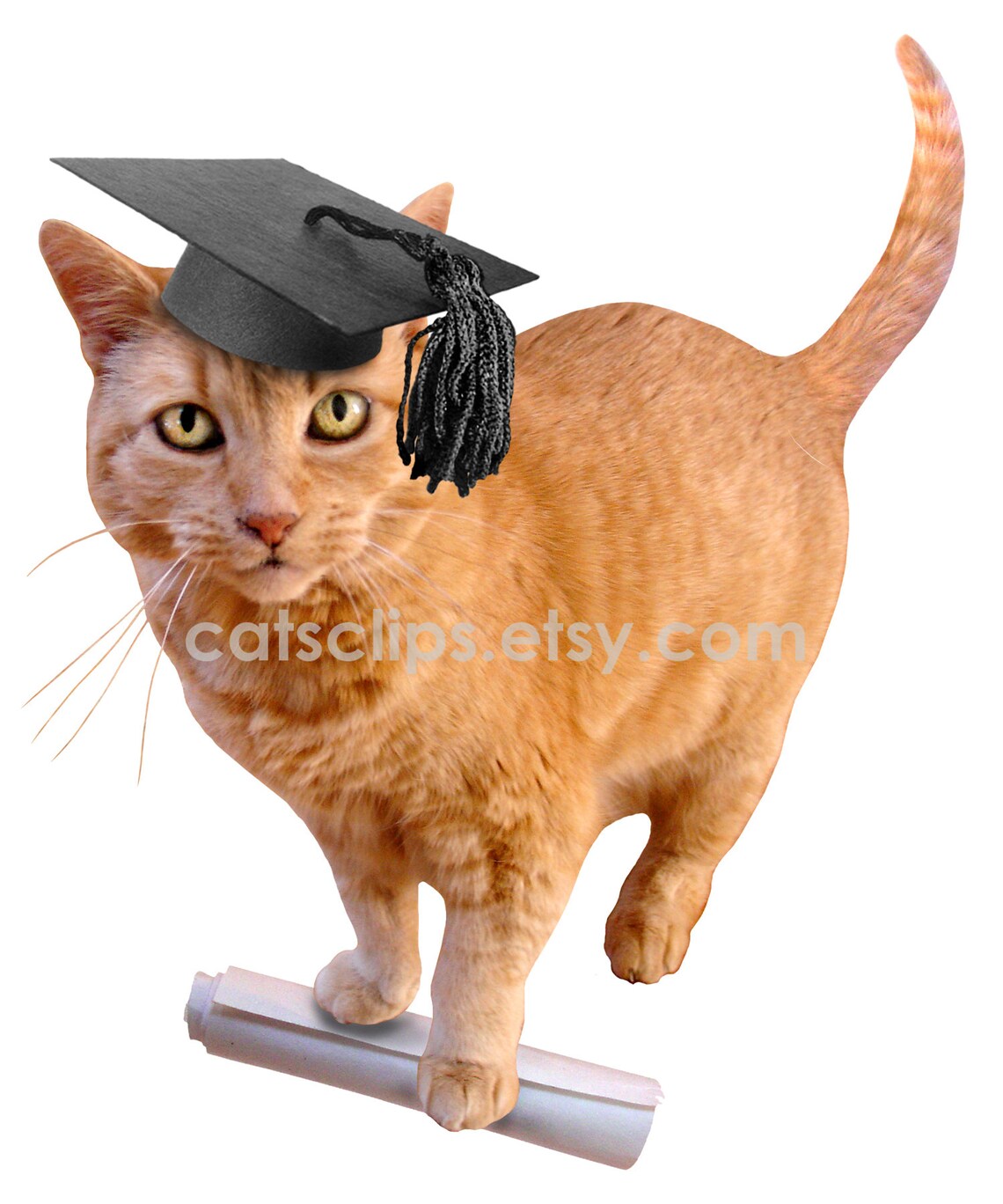 Orange Cat Grad Printable Graduation Card - Etsy