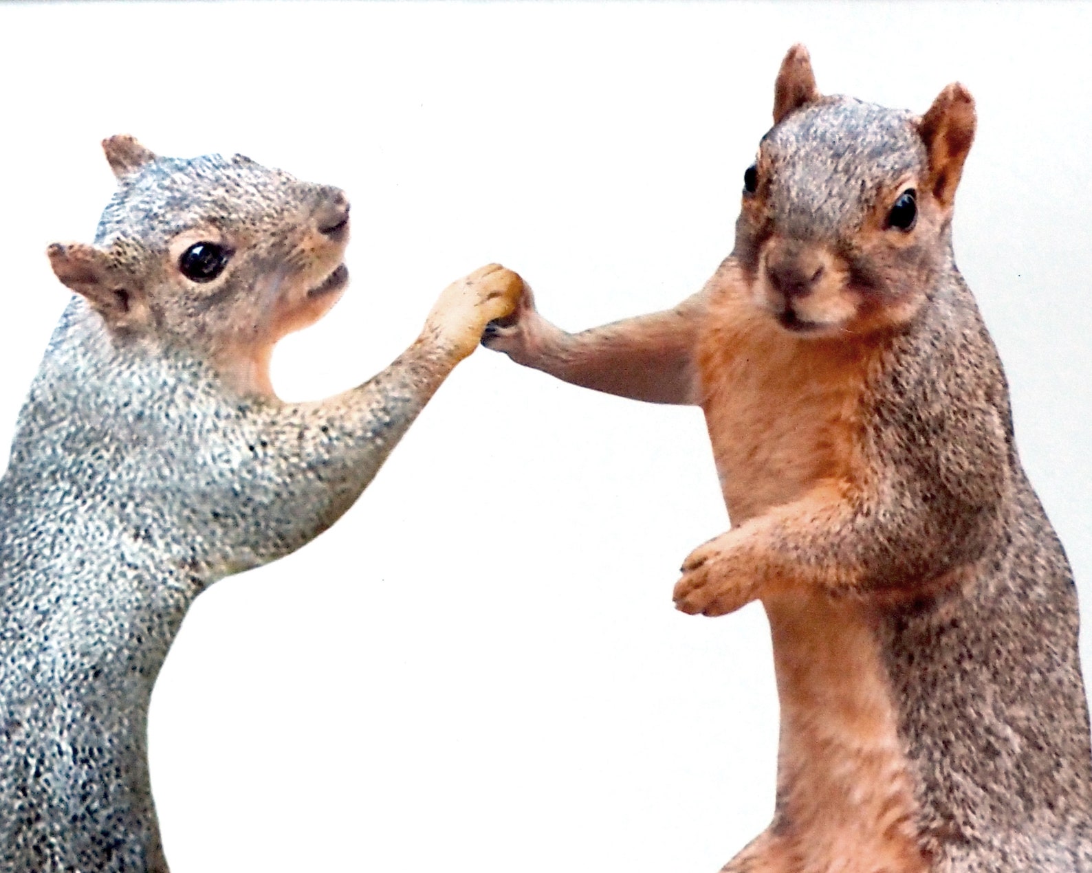 Squirrels Happy Anniversary Card - Etsy