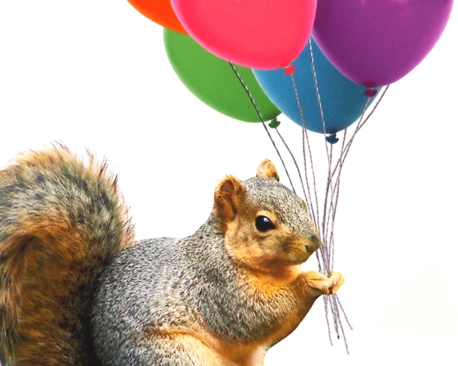 Squirrel With Balloons Card - Etsy