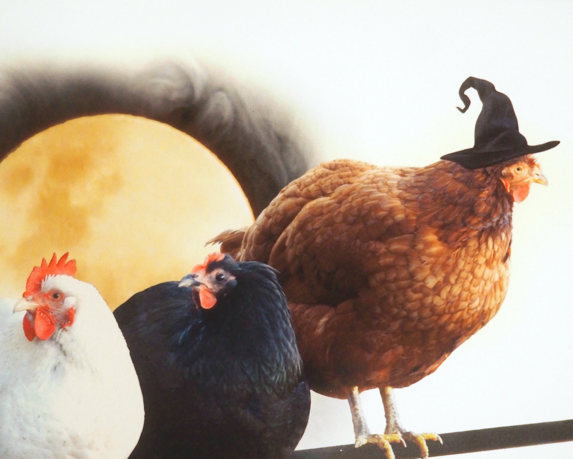 Witch Hens on Broom Chicken Halloween Card - Etsy