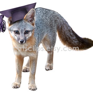 Fox Printable Graduation Card Digital Graduate Fox Card - Etsy
