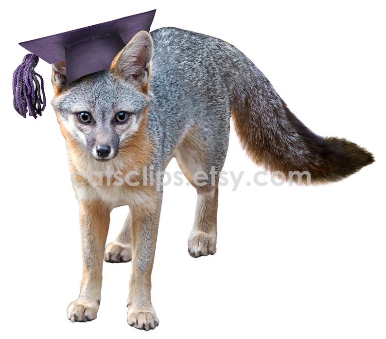 Fox Printable Graduation Card Digital Graduate Fox Card | Etsy