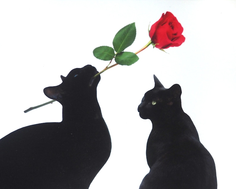 Black Cats Red Rose Anniversary Card - Etsy