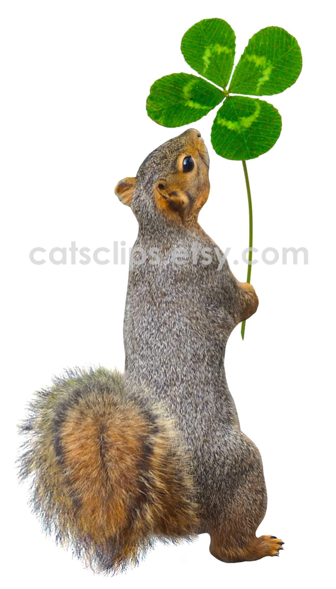 Lucky Squirrel Printable Saint Patrick's Day Card, Four Leaf Clover ...