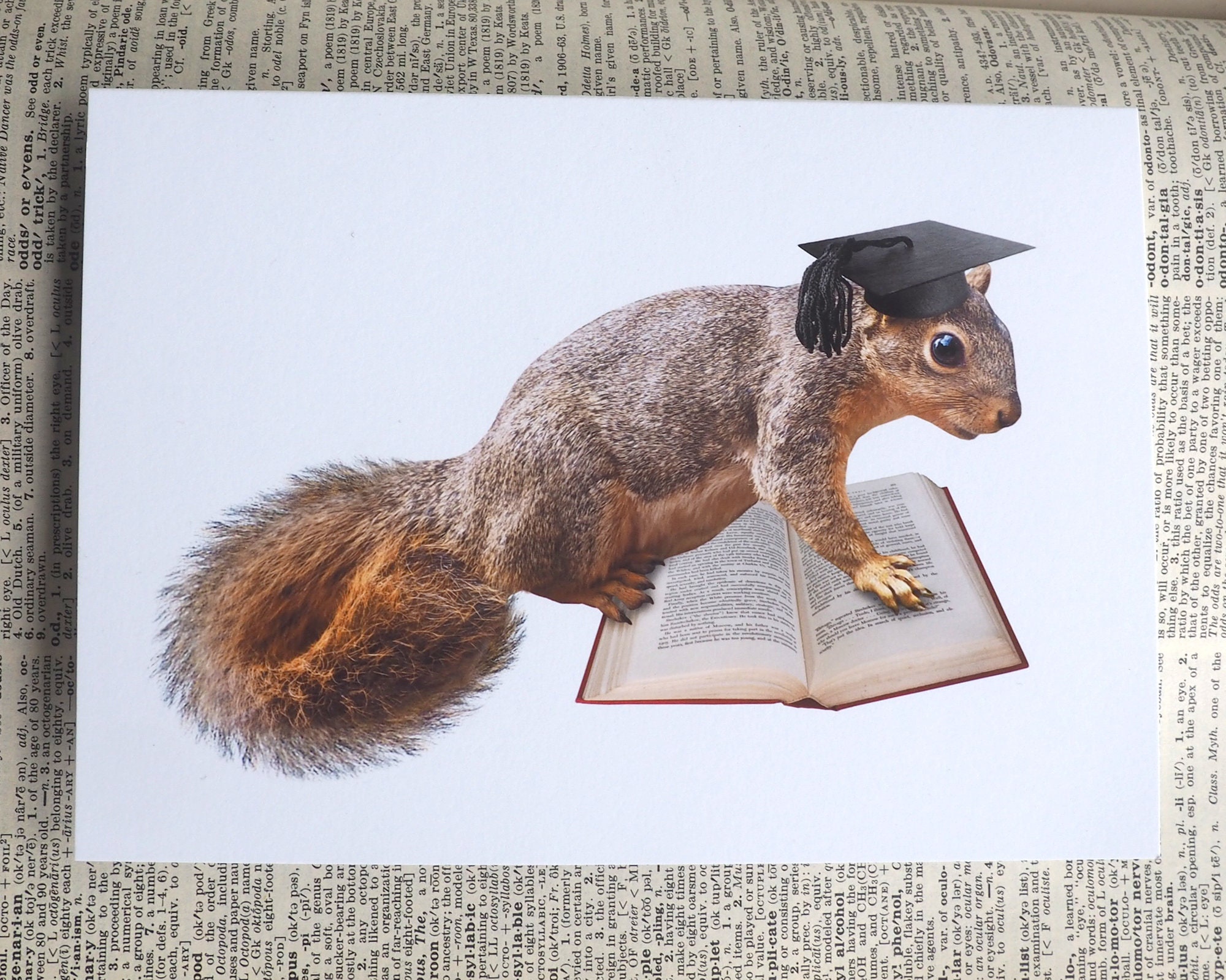 Smart Squirrel Graduation Card - Etsy
