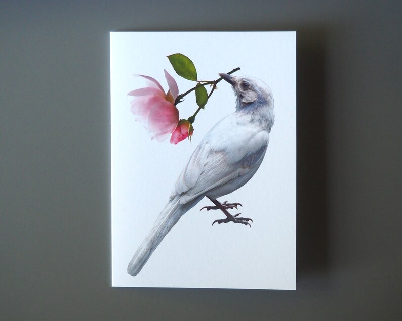 White Jay Card - Etsy