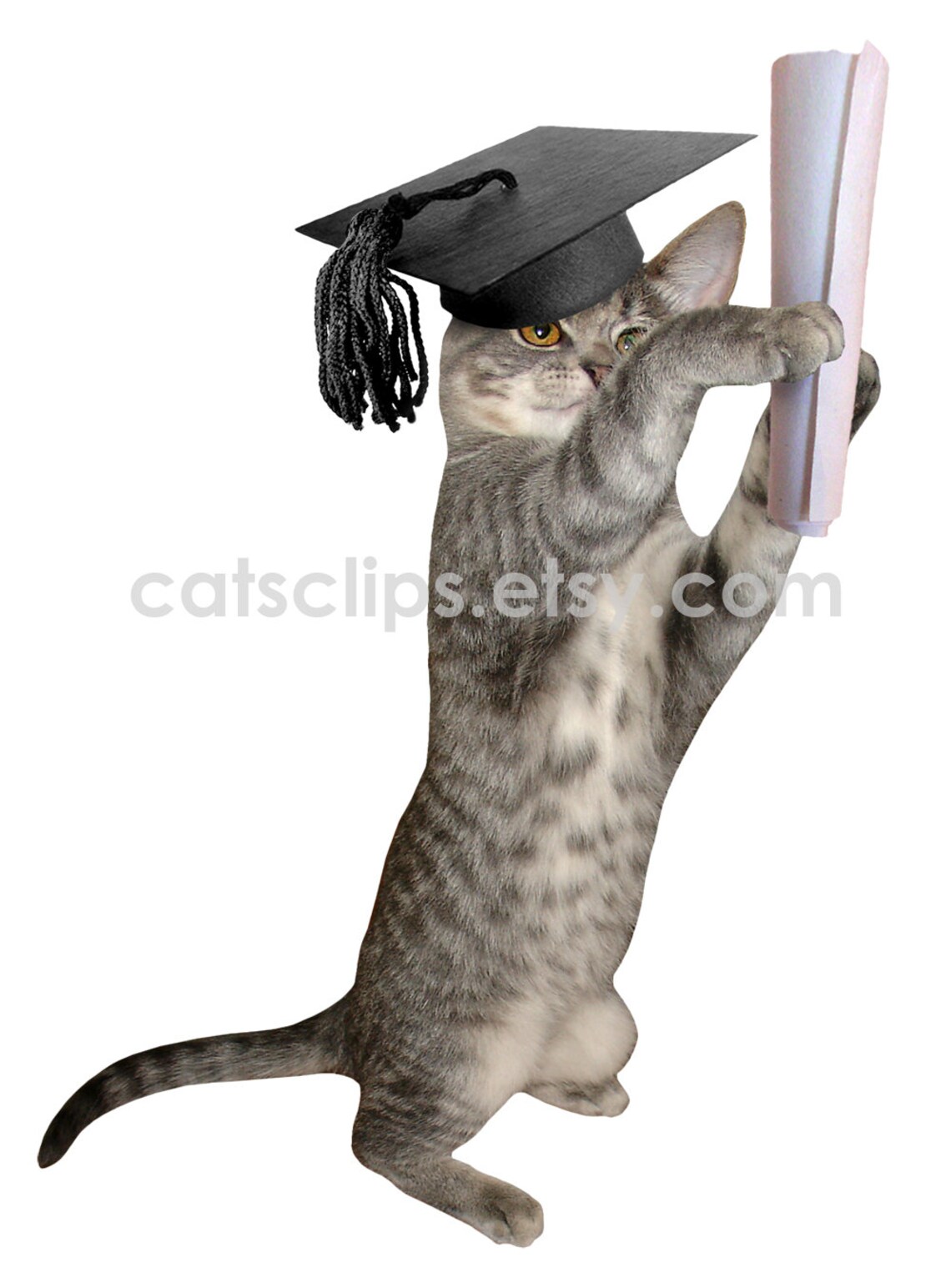 Printable Cat Graduation Card Kitten With Diploma Printable - Etsy