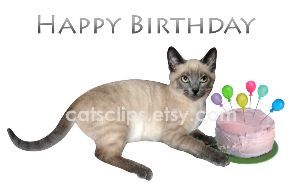 Happy Birthday Siamese Cat Images