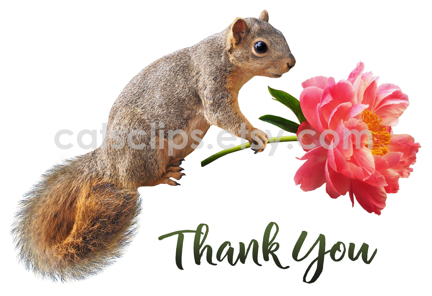 Squirrel With Peony Printable Thank You Card Digital Squirrel - Etsy