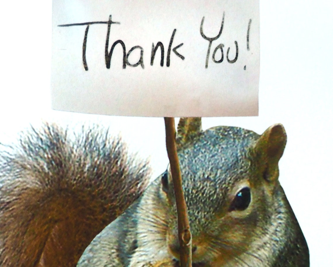Squirrel Thank You Card | Etsy