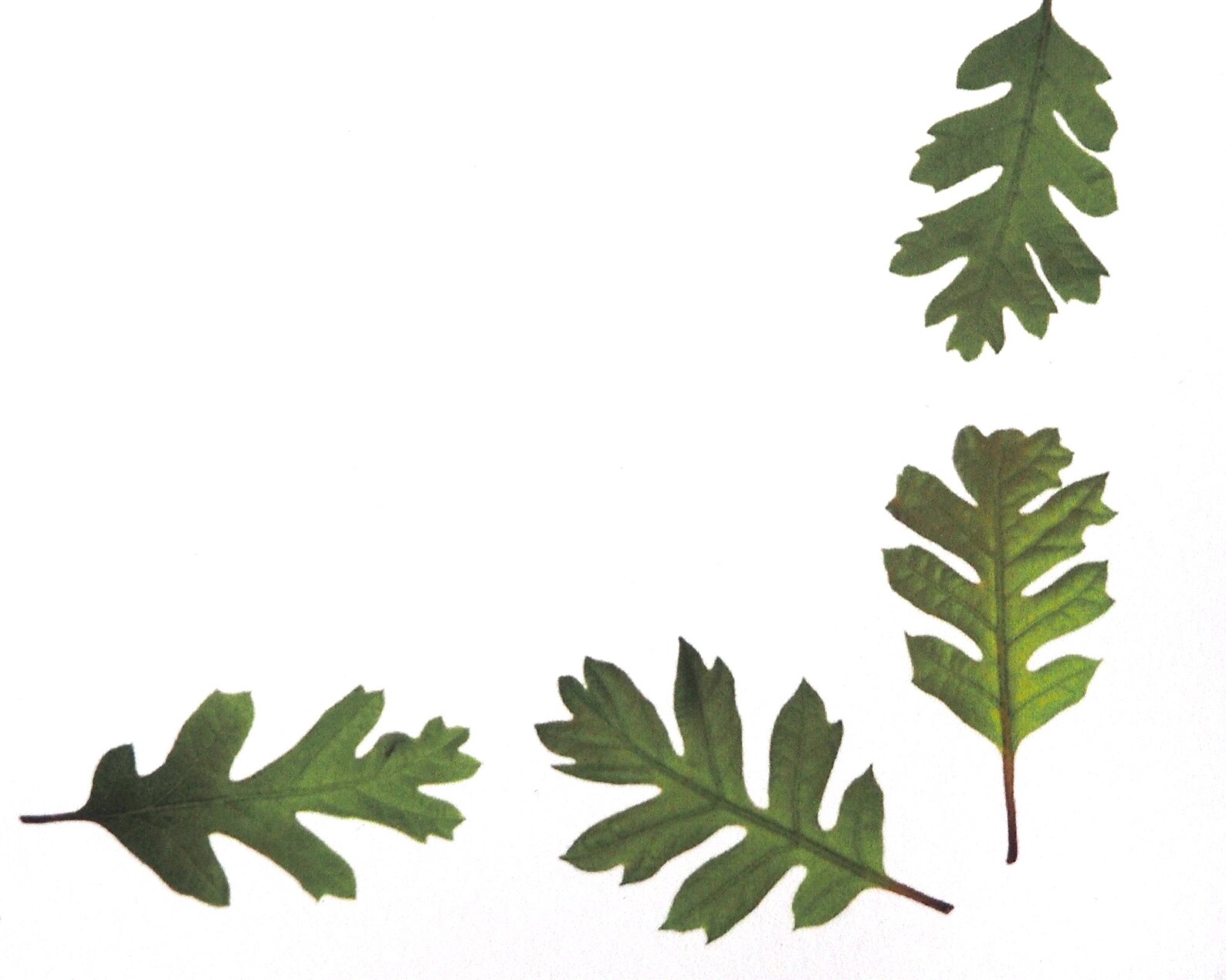 Spring Oak Digital Border Green Oak Leaves Printable Border - Etsy