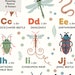 Insect ABC Poster: Nature Nursery Alphabet Wall Art - Etsy