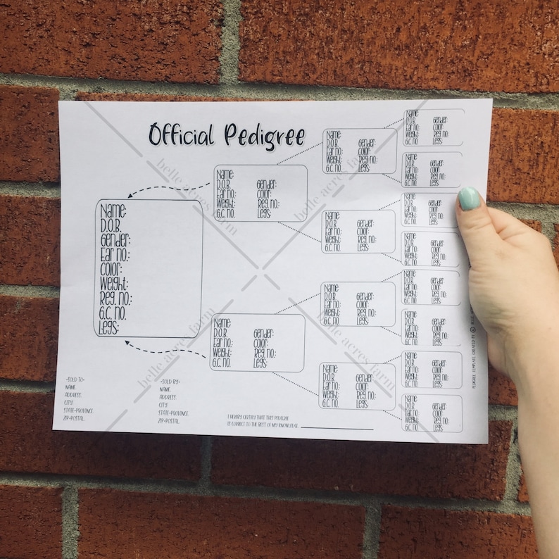 Rabbit Pedigree Template, Rabbitry Pedigree, Printable Pedigree, DIY ...