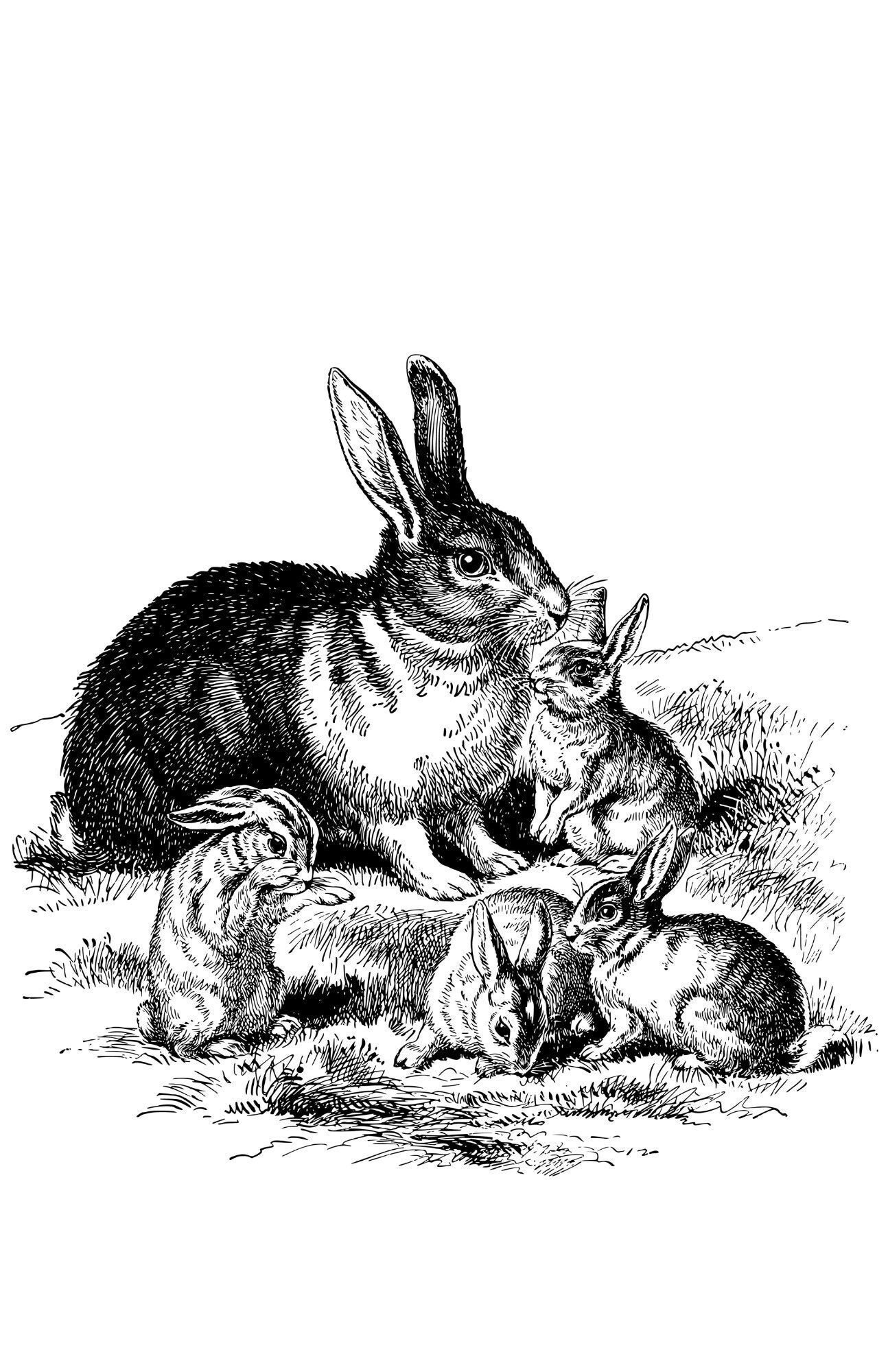 Rabbit Digital Print - Etsy