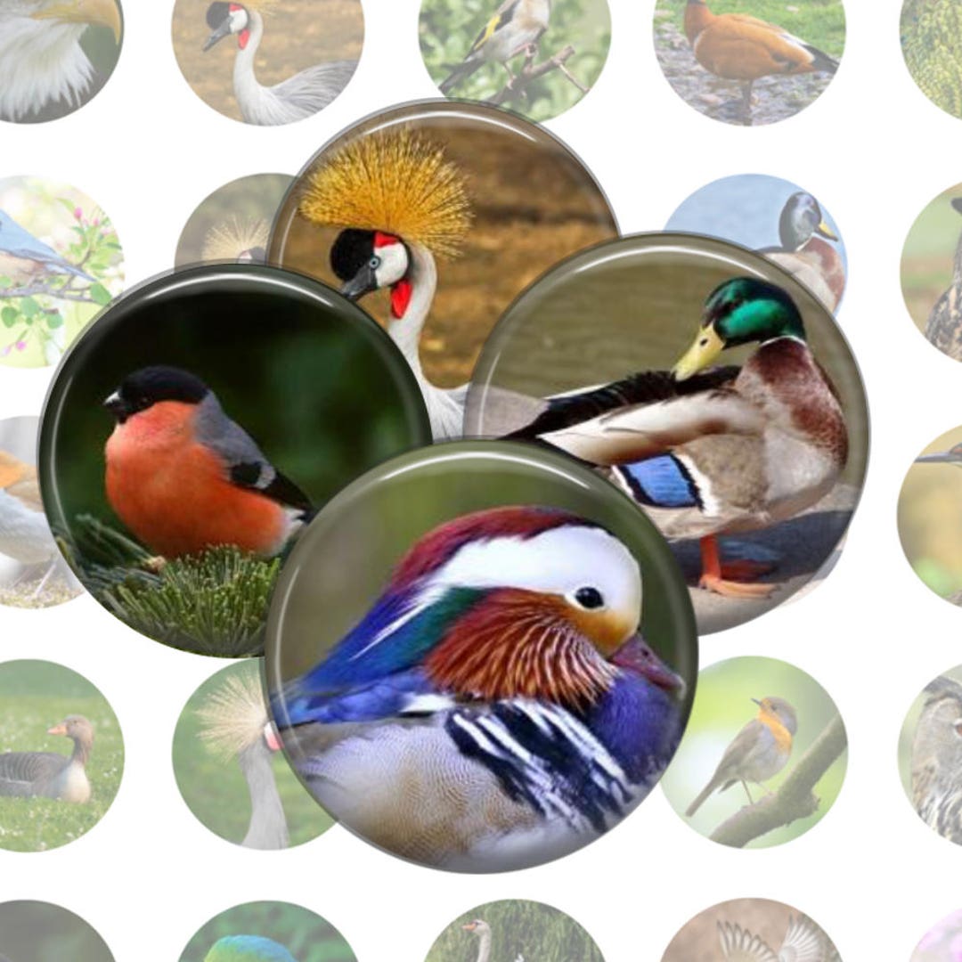 Birds Collage Sheet, 1 Inch Circles, 35 Images, Instant Download ...