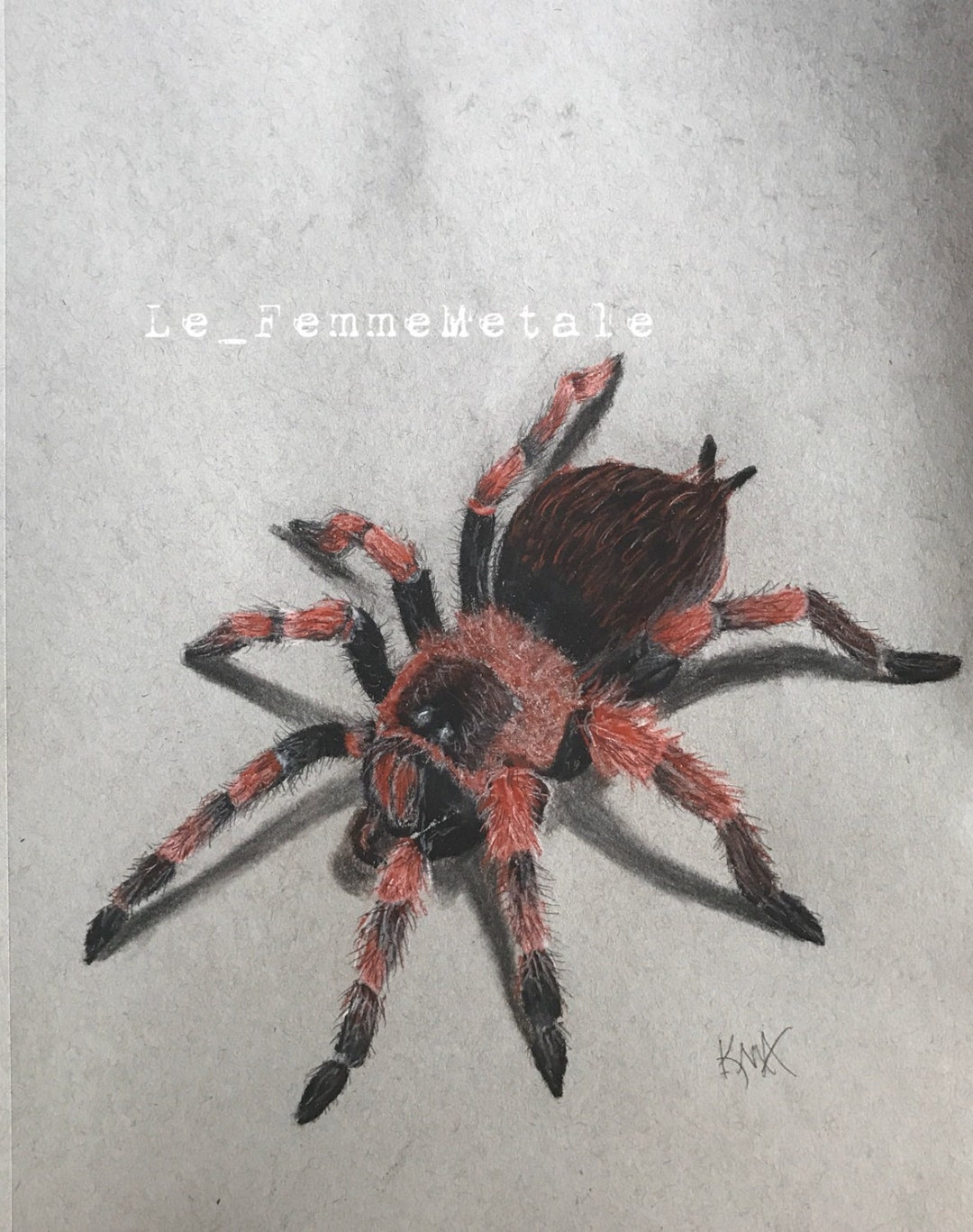 Tarantula Arachnophobia spider Friend 9x12 Original Conte/charcoal ...