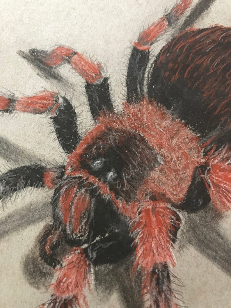 Tarantula Arachnophobia "spider Friend" 9x12 Original Conte/charcoal ...