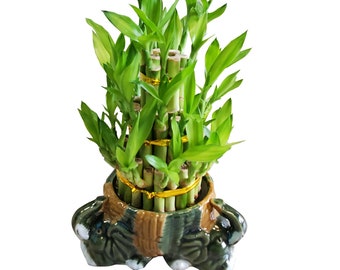 Bamboo Arrangement | Etsy