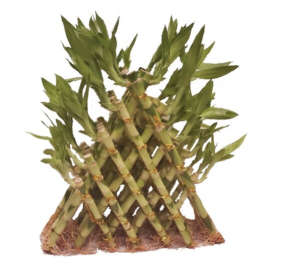 5 Layer Braided Live Lucky Pyramid Bamboo Arrangement | Etsy