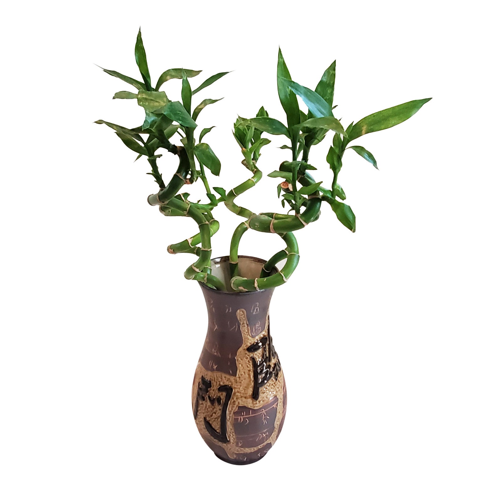 Set of 5 Curly Spiral Lucky Bamboo at 30 Inches 24 Inches 18 - Etsy