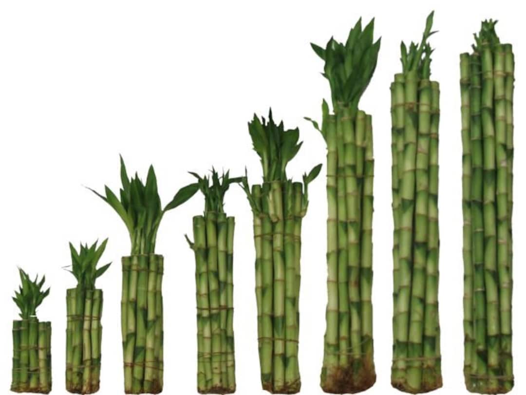 Set of 10 Straight Lucky Bamboo Stalks 12 Sizes Available, Choose From ...