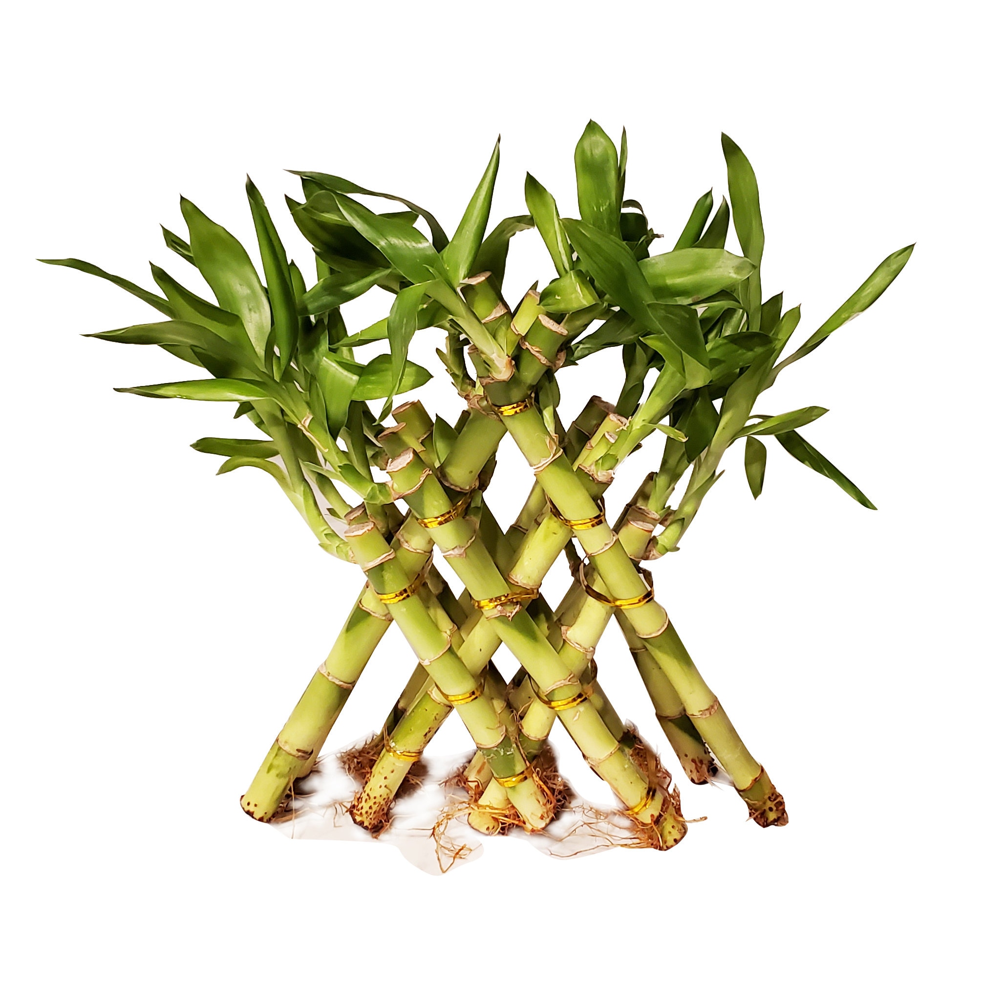 3 Layer Pyramid Braided Lucky Bamboo Arrangement in Black or | Etsy