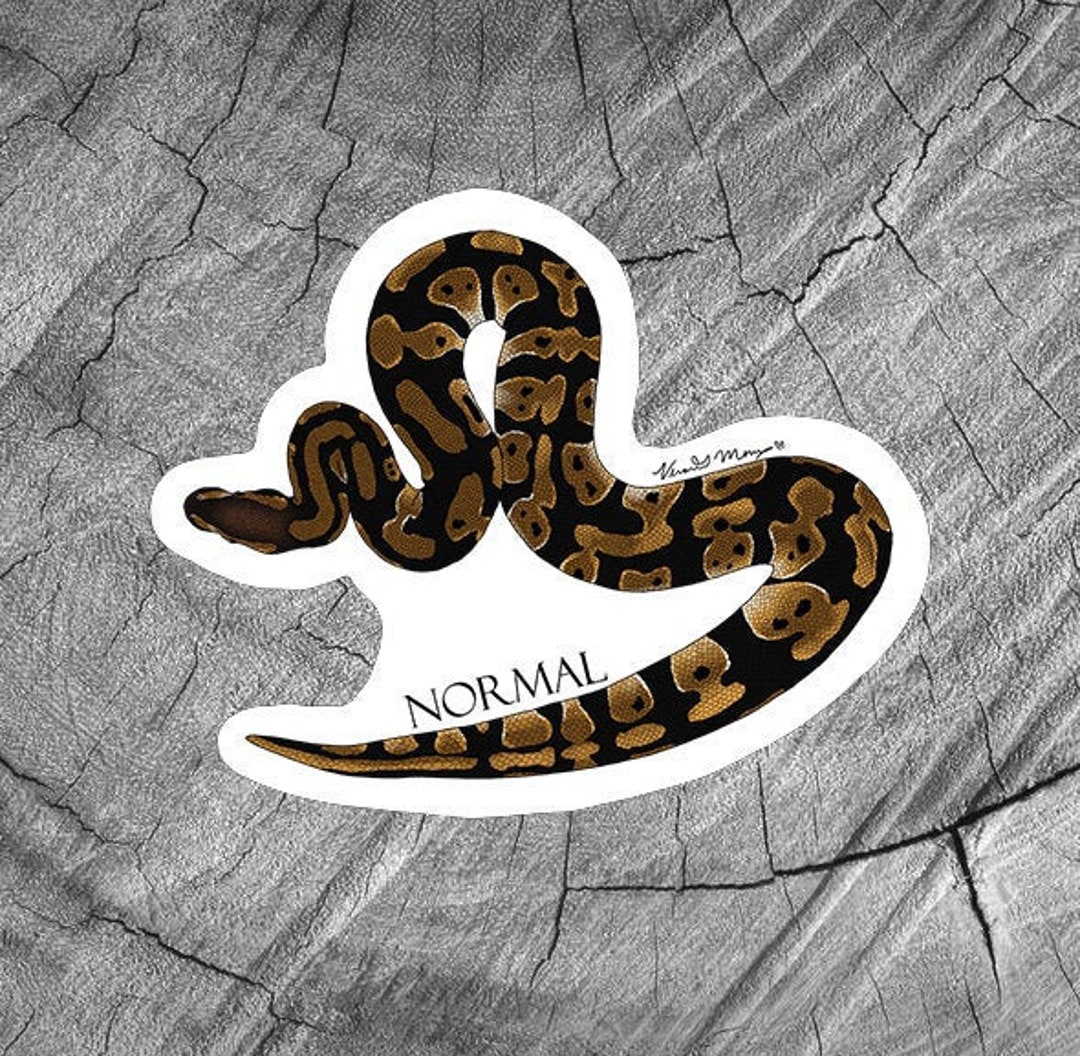 Ball Python Normal Morph Stickers, Laminated Stickers, Waterproof ...