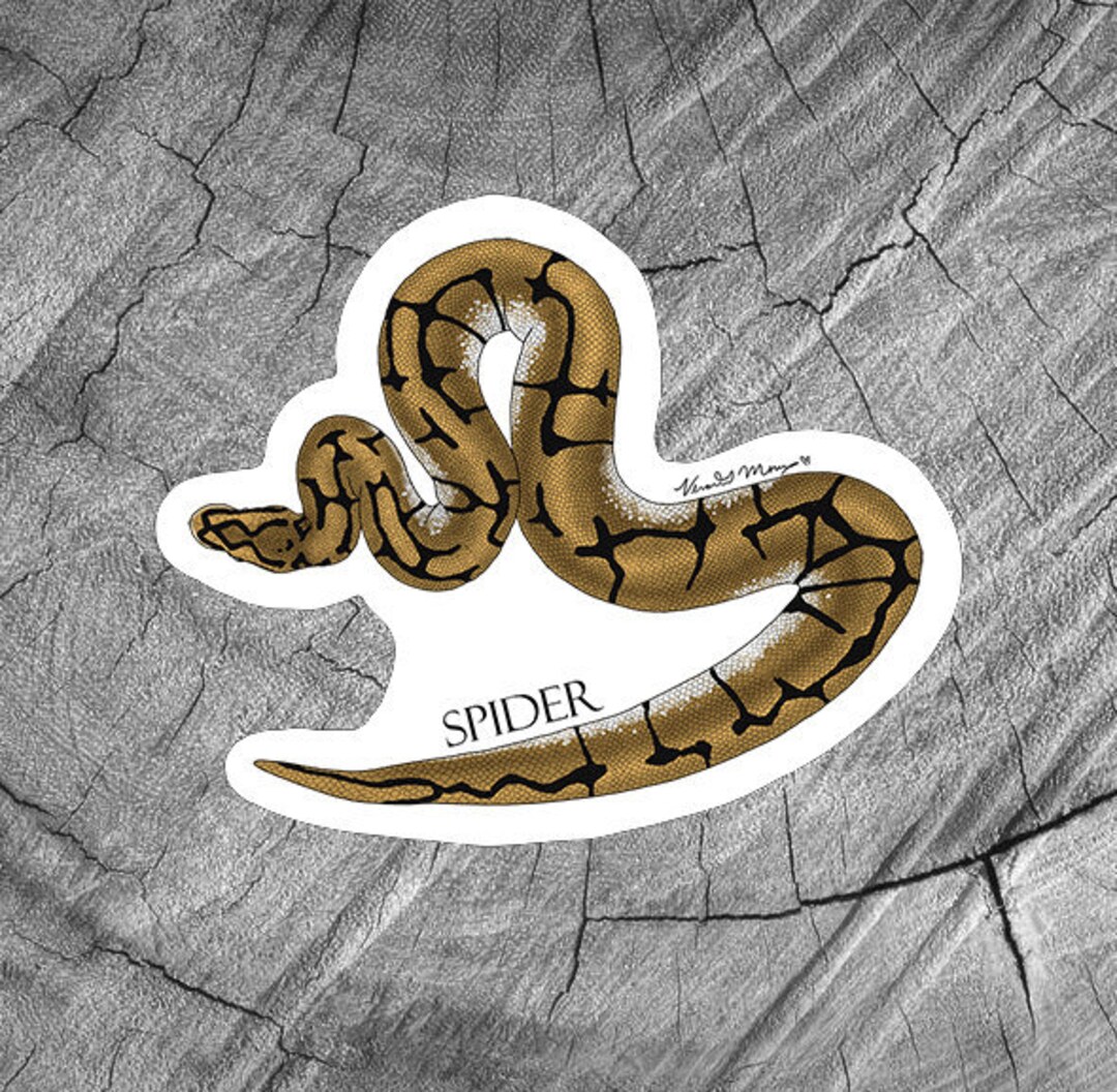 Ball Python Spider Morph Stickers Laminated Stickers - Etsy