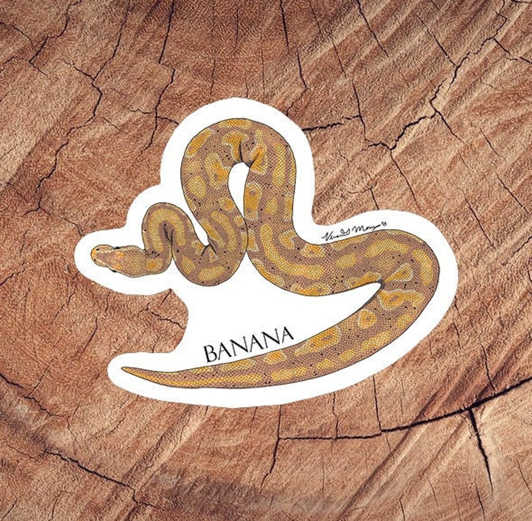 Ball Python Banana Morph Stickers Laminated Stickers - Etsy
