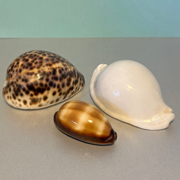 Cowrie Shells - Etsy