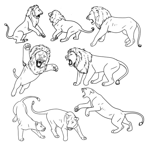 Lion Reference Adlrocha A Tale Of Donkeys And Lions